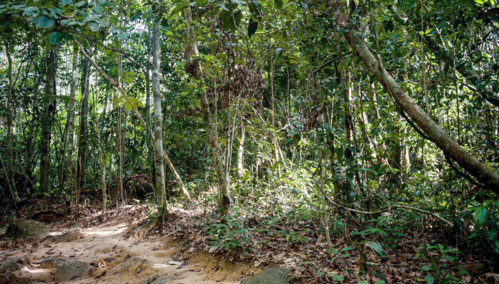 Bosques tropicales: menos húmedos y resistentes, más vulnerables ...