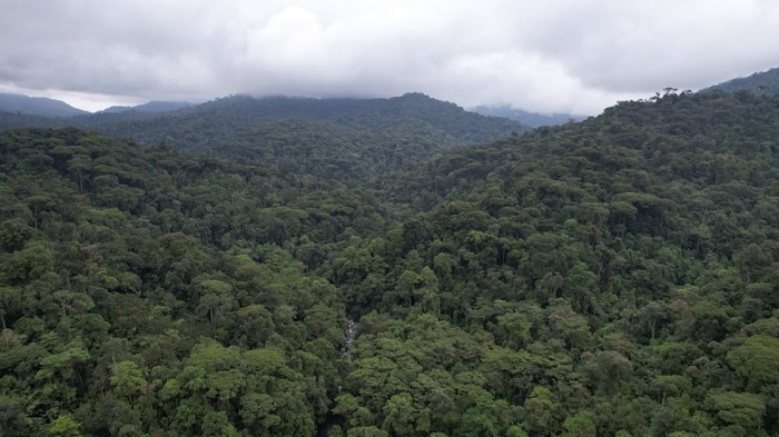 Nairi Awari: proteger, reforestar y conservar | Servindi - Servicios de ...